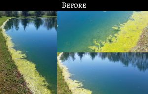 Environmentally Friendly Pond Maintenance | Fin Farm LLC